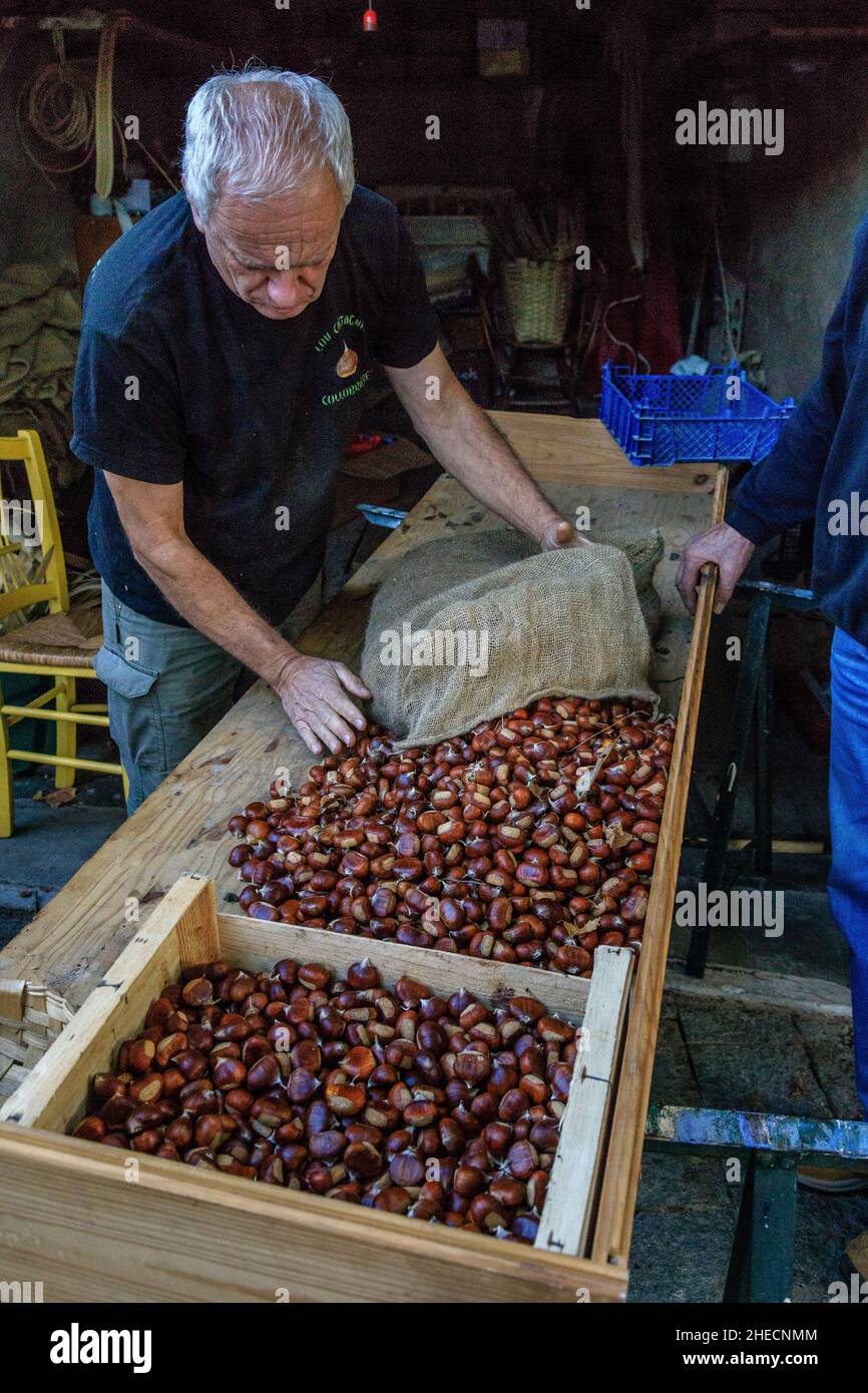 France, Var, Massif des Maures, Collobrieres, chestnut crate during the ...