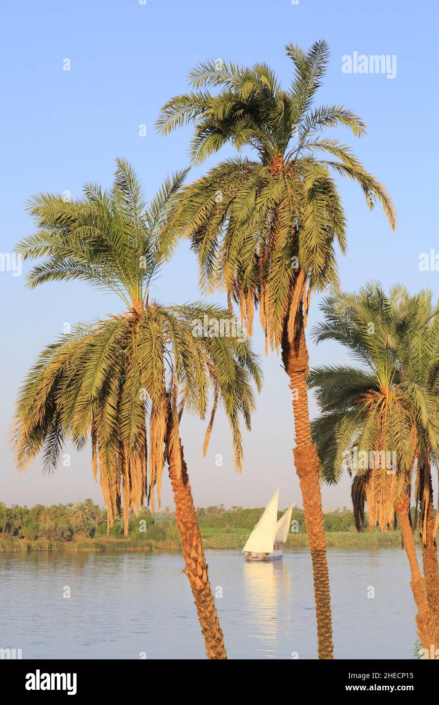 Cruise ship palm trees hi-res stock photography and images - Alamy
