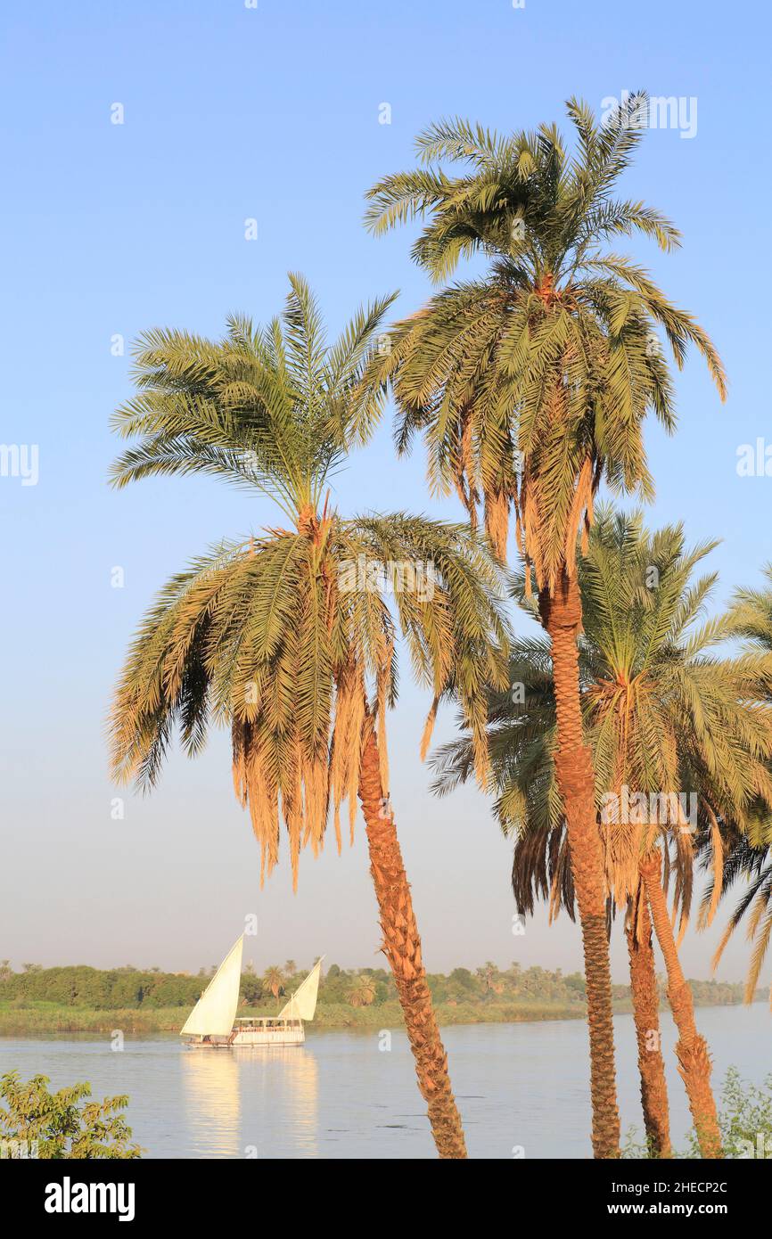 Cruise ship palm trees hi-res stock photography and images - Alamy
