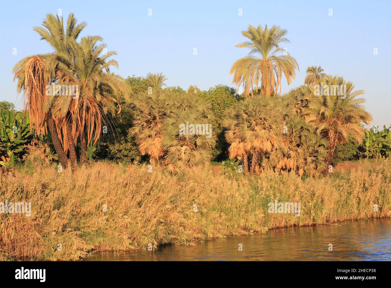 Egypt, Upper Egypt, Nile valley, surroundings of Edfu, palm trees on ...