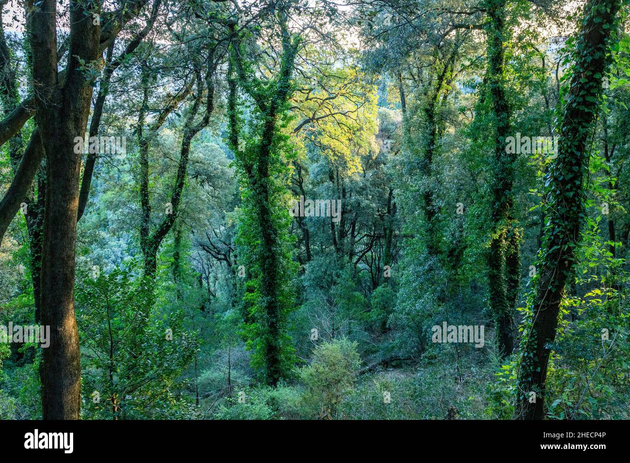 France, Var, Massif des Maures, Collobrieres, evergreen oak (Quercus ...
