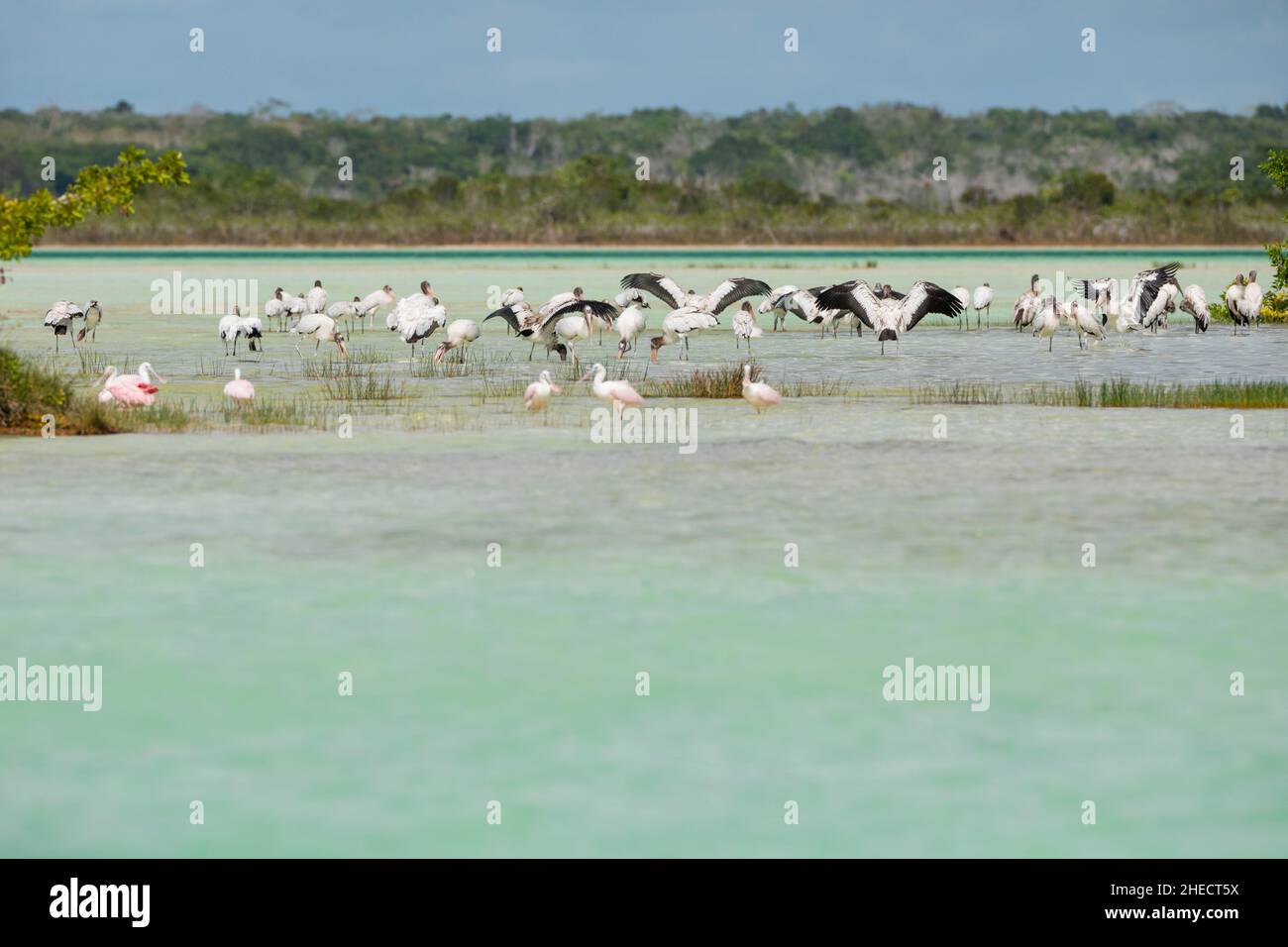 Mexico, Quintana Roo, Bacalar, wood storks (Mycteria americana) and ...