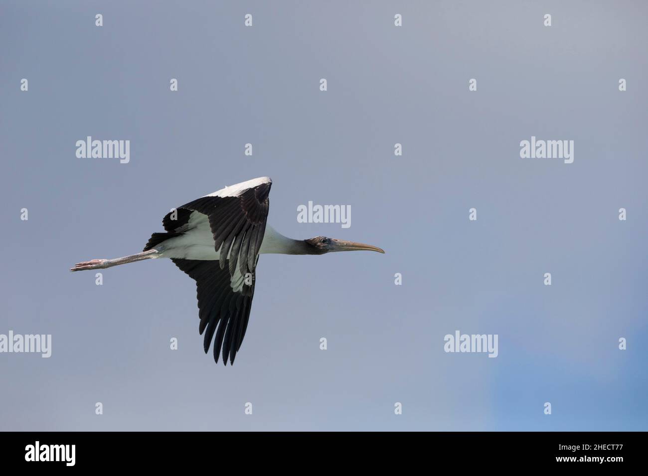 Mexico, Quintana Roo, Bacalar, wood stork (Mycteria americana) Flying ...