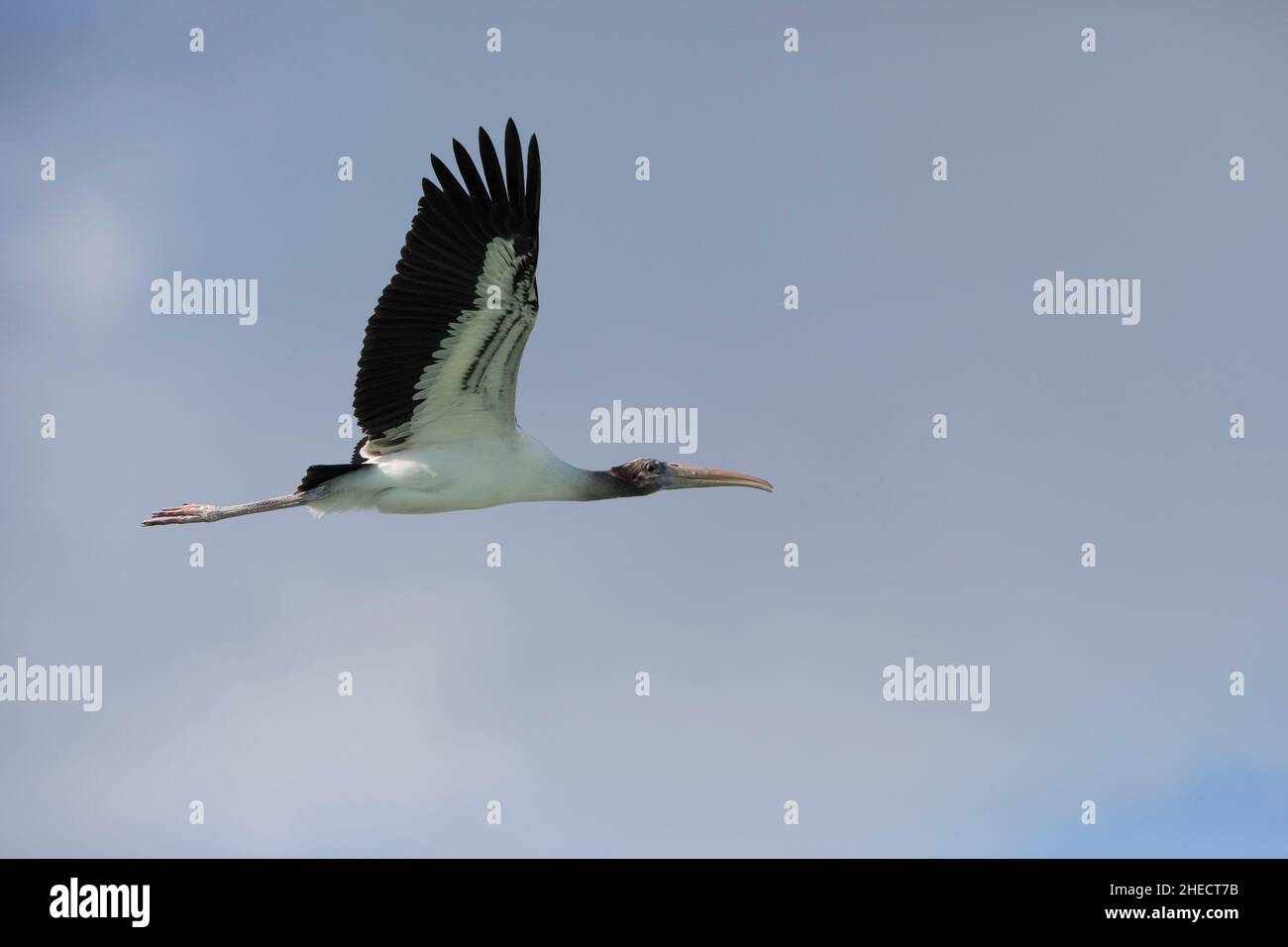 Mexico, Quintana Roo, Bacalar, wood stork (Mycteria americana) Flying ...