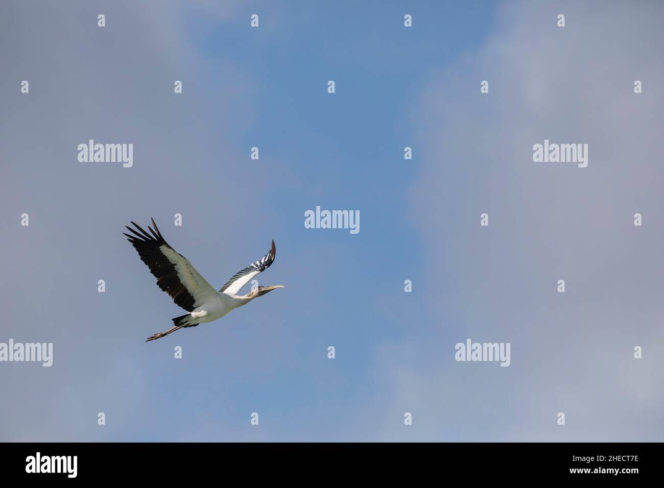 Mexico, Quintana Roo, Bacalar, wood stork (Mycteria americana) Flying ...