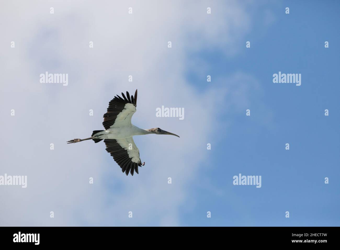 Mexico, Quintana Roo, Bacalar, wood stork (Mycteria americana) Flying ...