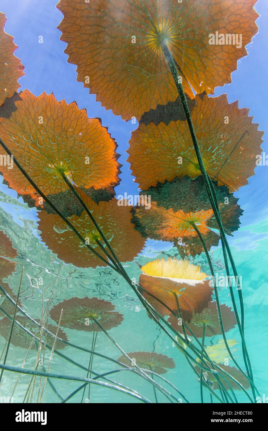 Mexico, Quintana Roo, Bacalar, Los Rapidos, water lilies in crystal ...