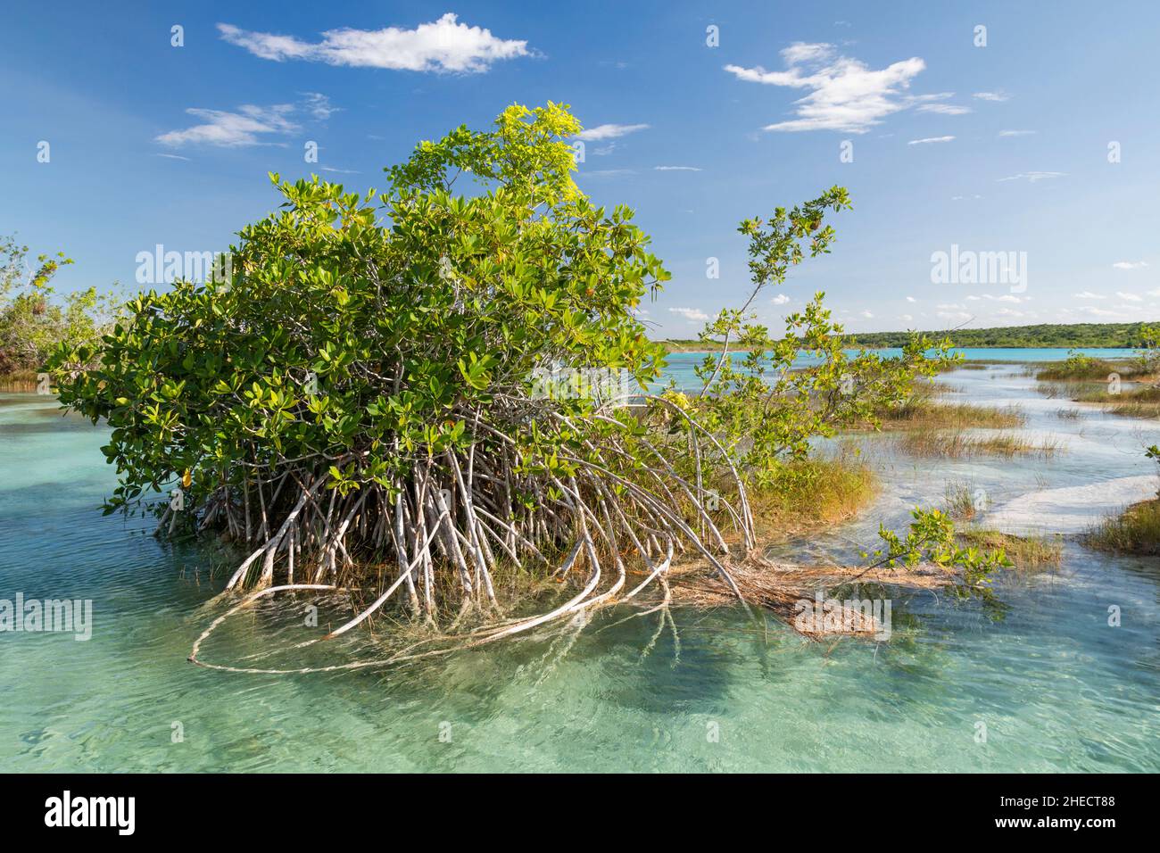 Mexico, Quintana Roo, Bacalar, Los Rapidos, a natural channel formed by ...
