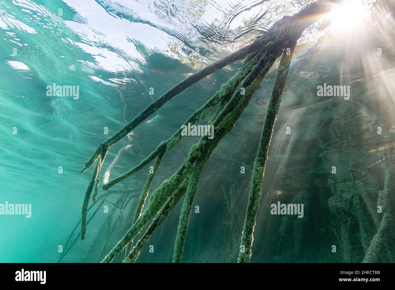 Mexico, Quintana Roo, Bacalar, roots in crystal clear water Stock Photo ...