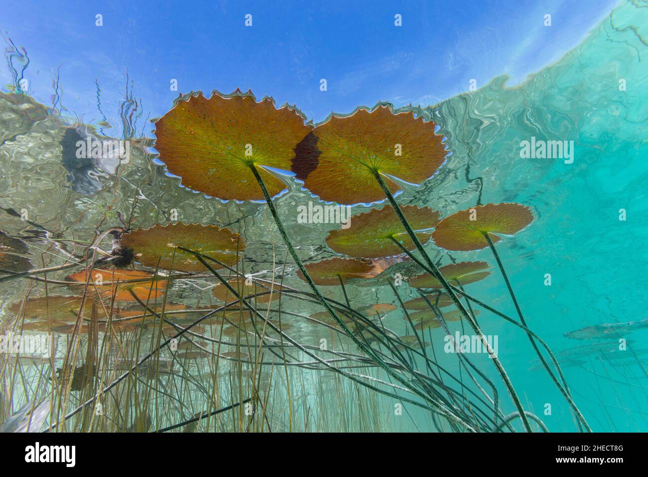 Mexico, Quintana Roo, Bacalar, Los Rapidos, water lilies in crystal ...