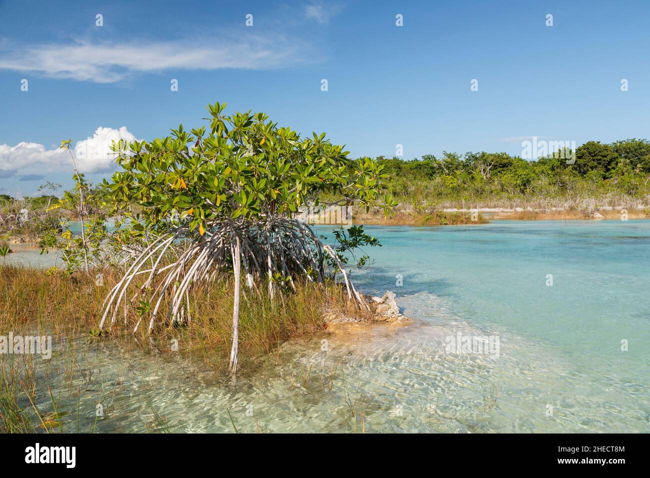 Mexico, Quintana Roo, Bacalar, Los Rapidos, a natural channel formed by ...