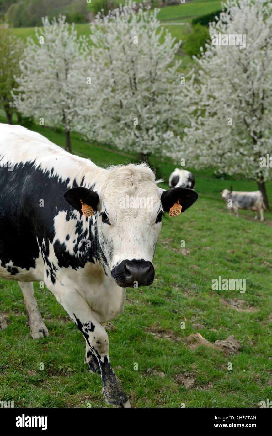 France, Bas Rhin, Breitenbach, Lindgrube farm, Vosges cows, meadows and ...