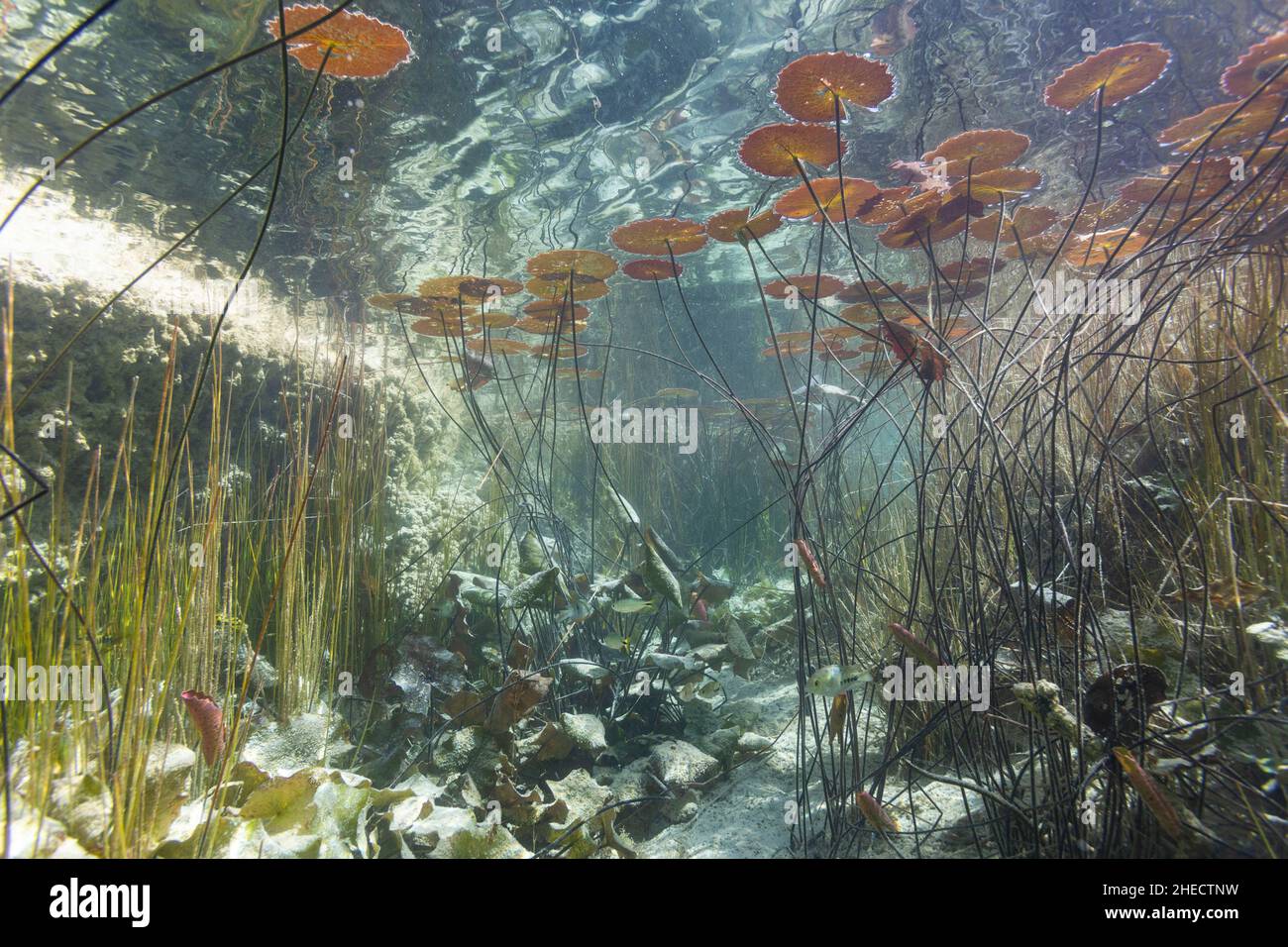 Mexico, Quintana Roo, Bacalar, Los Rapidos, water lilies in crystal ...