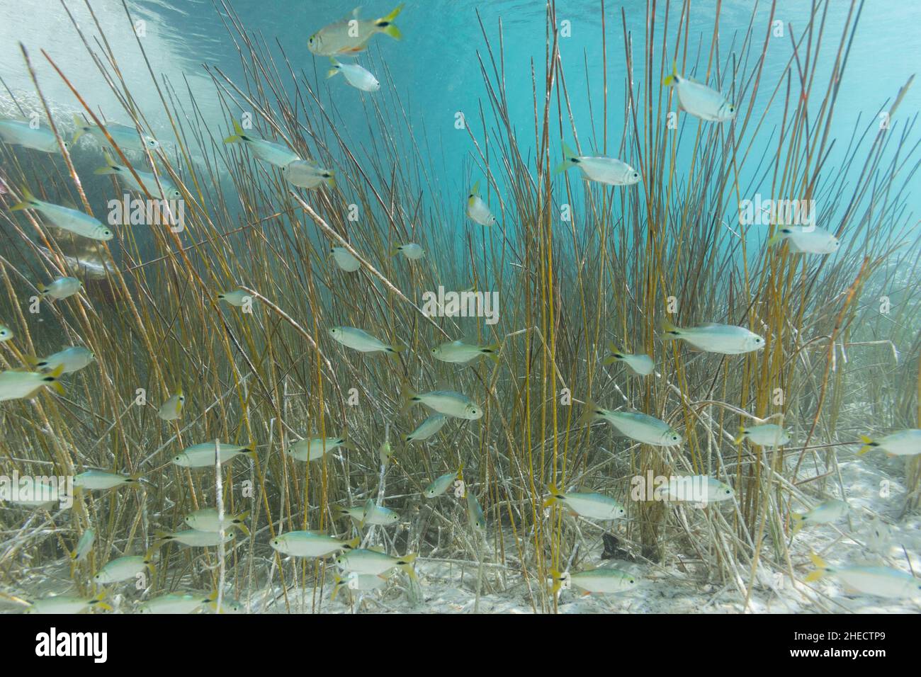 Mexico, Quintana Roo, Bacalar, Los Rapidos, freswater fishes in crystal ...
