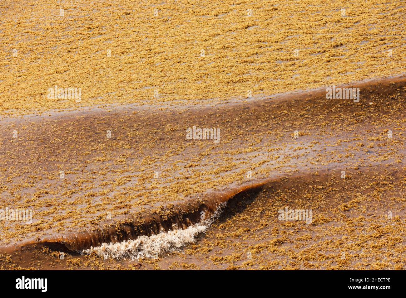 Mexico, Quintana Roo, Tulum, Sargassum seaweed on the beach, the result ...