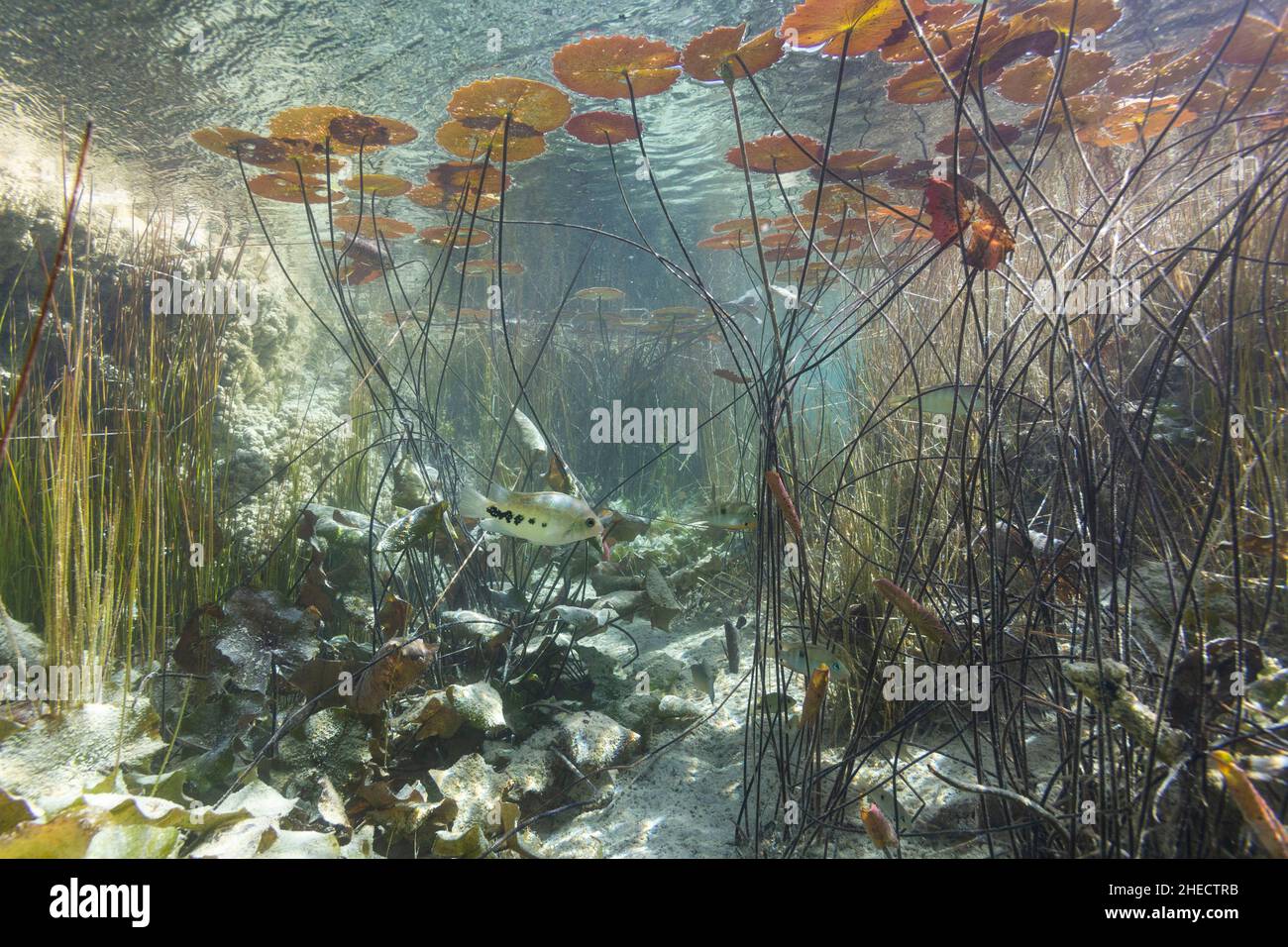 Mexico, Quintana Roo, Bacalar, Los Rapidos, water lilies in crystal ...