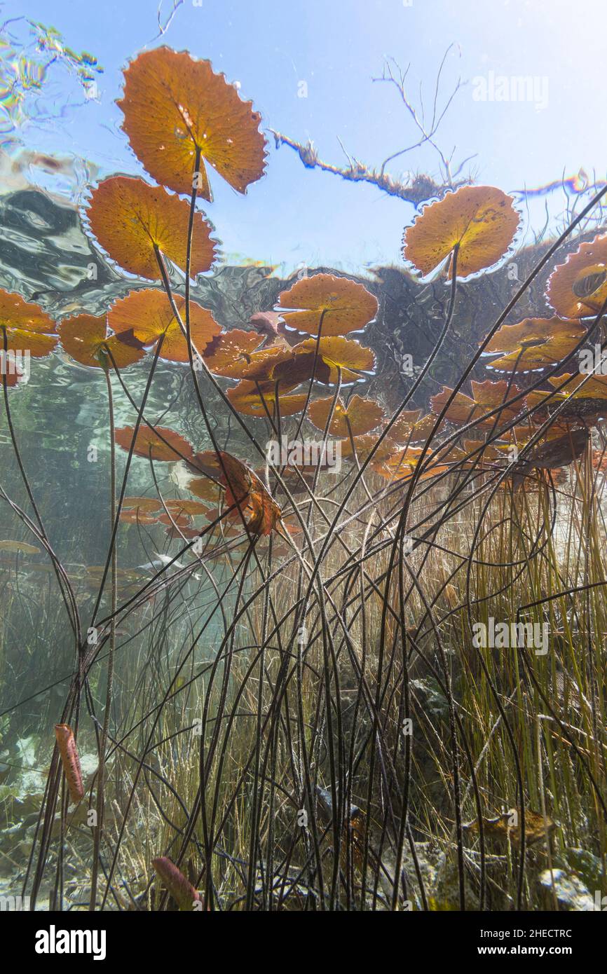 Mexico, Quintana Roo, Bacalar, Los Rapidos, water lilies in crystal ...