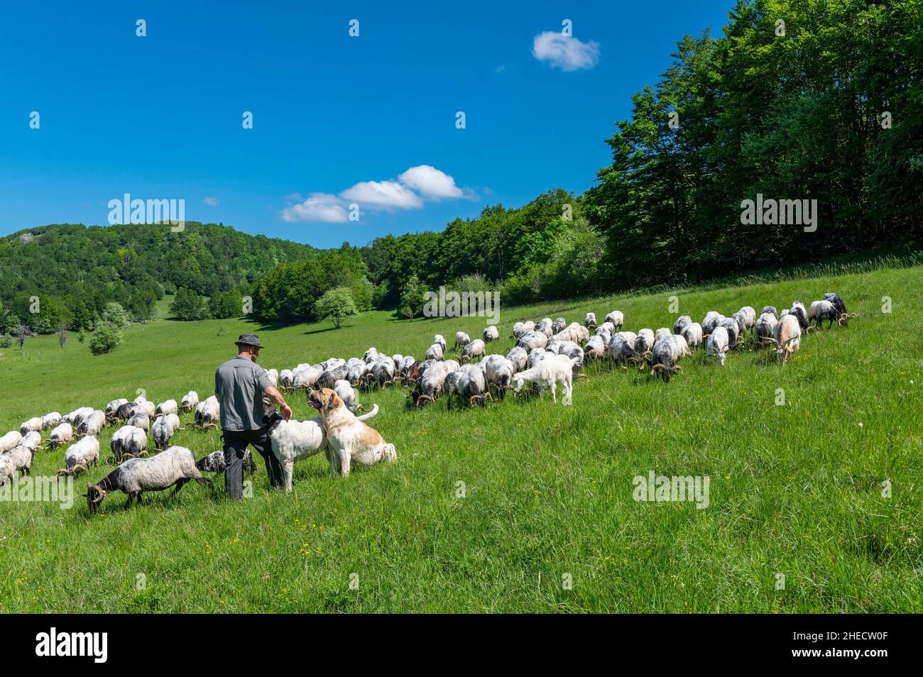France, Ain Jura massif, Valromey les plans d'Hotonnes, the flock of ...