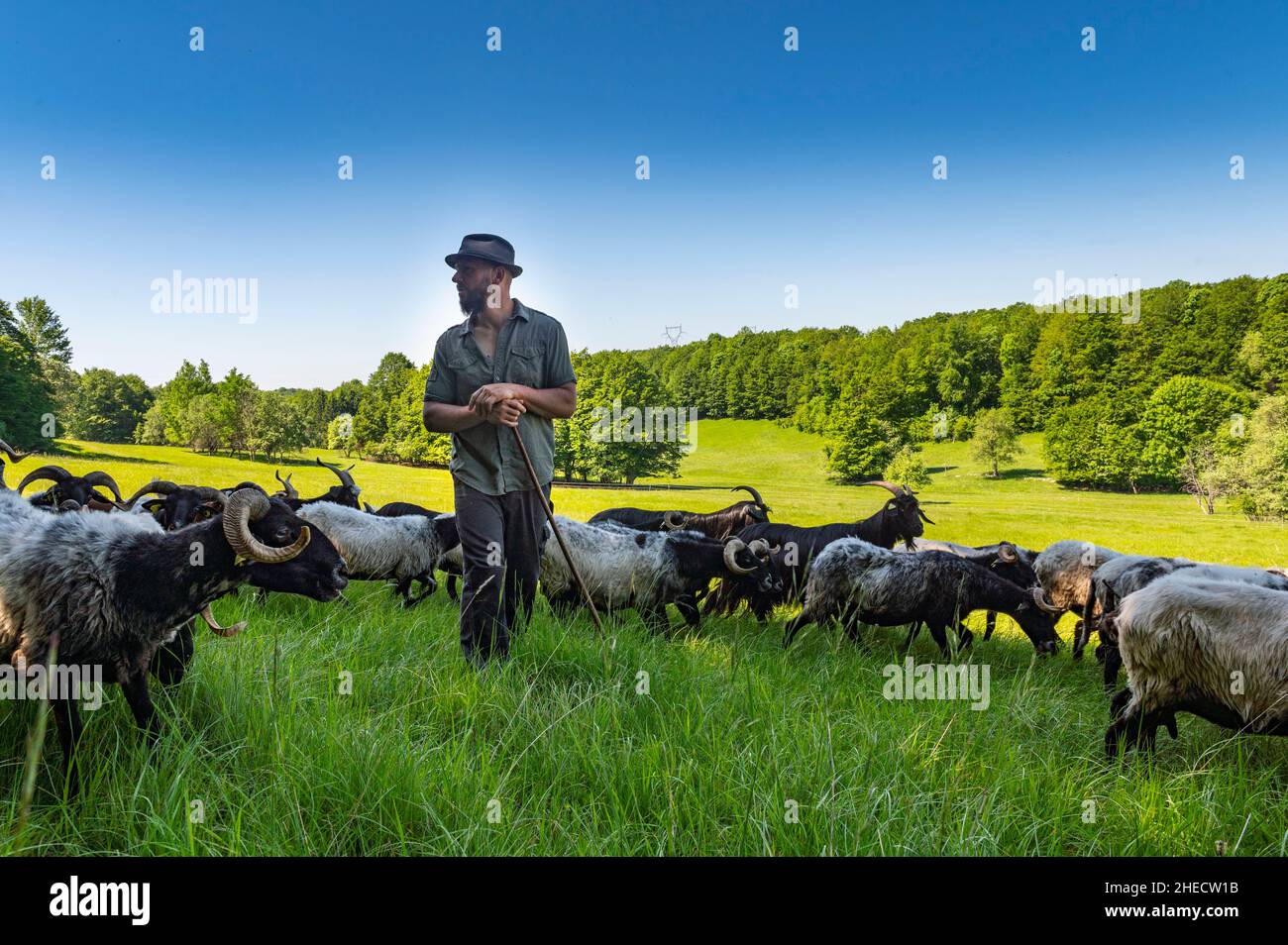 France, Ain, Jura massif, Valromey les plans d'Hotonnes, the flock of ...