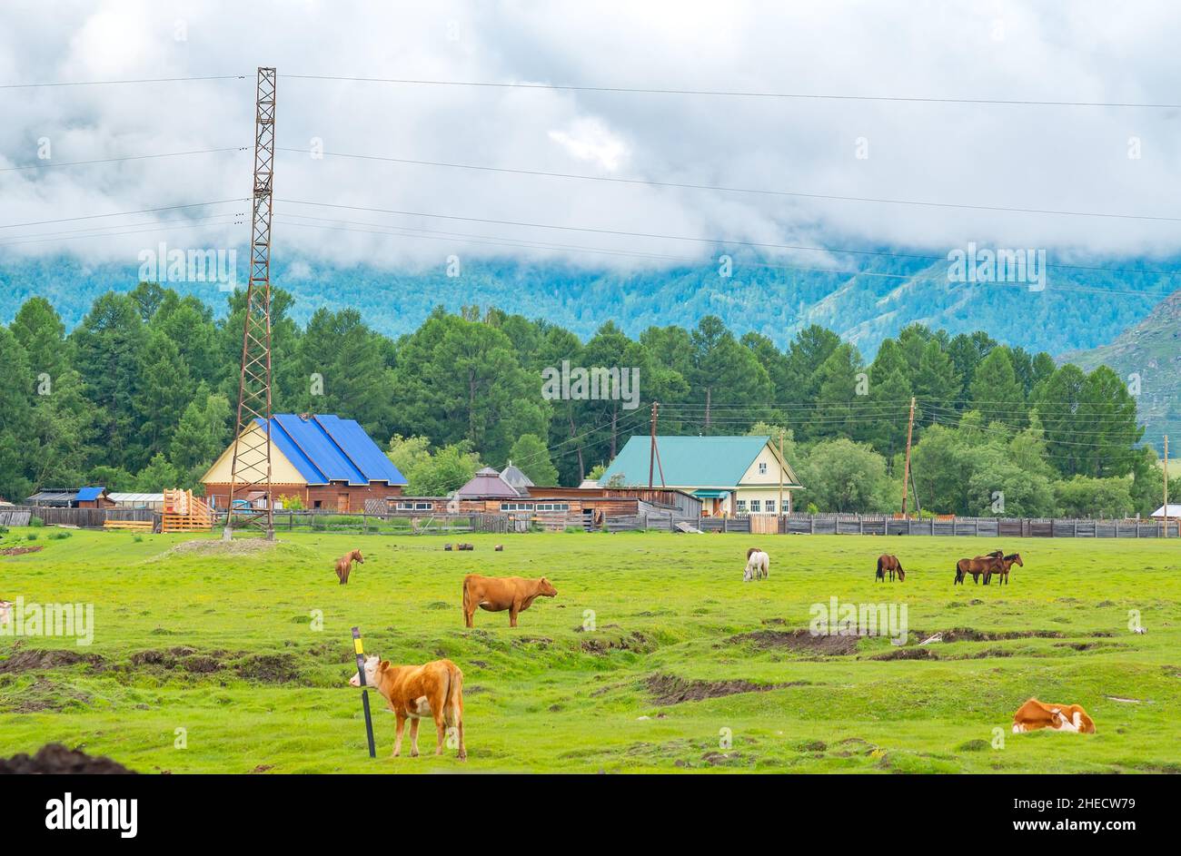 rustic view, landscape with animals, cows, horses grazing in a meadow ...