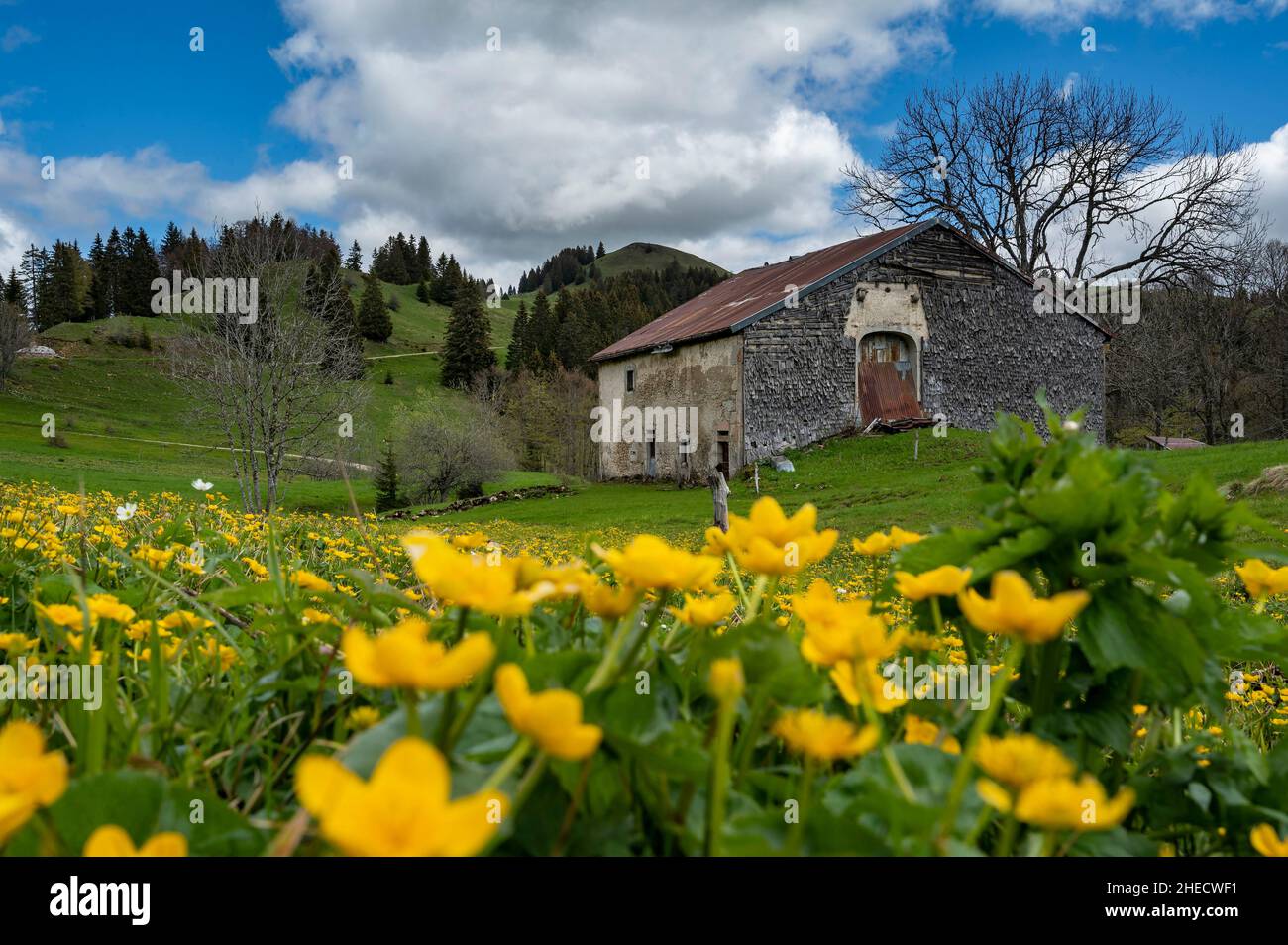 France, Ain, Jura massif, regional natural park, hike to the cret de ...
