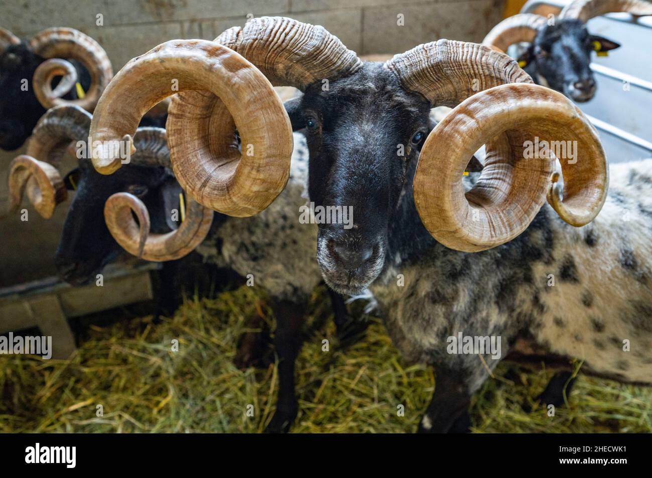 Manech sheep hi-res stock photography and images - Alamy