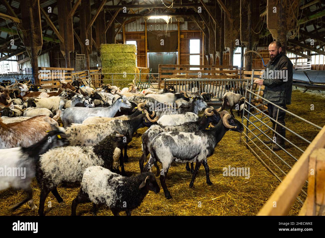 Ewe tete hi-res stock photography and images - Alamy