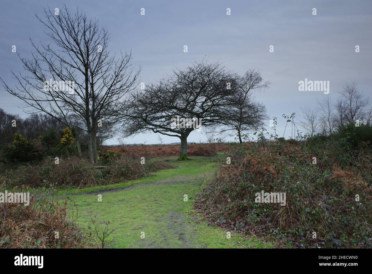 New Forest hampshire Stock Photo - Alamy