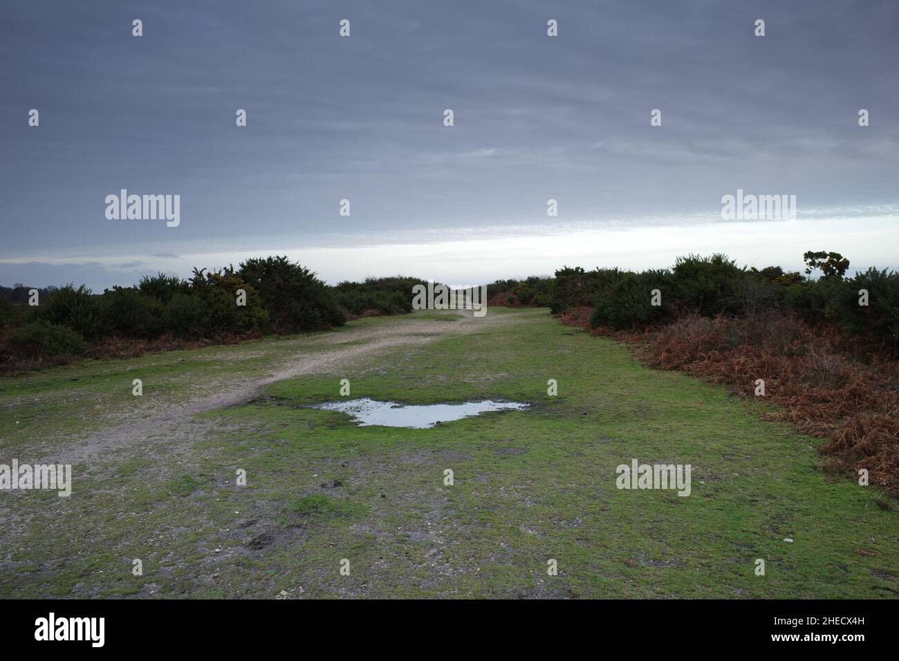 New Forest Hampshire Stock Photo - Alamy