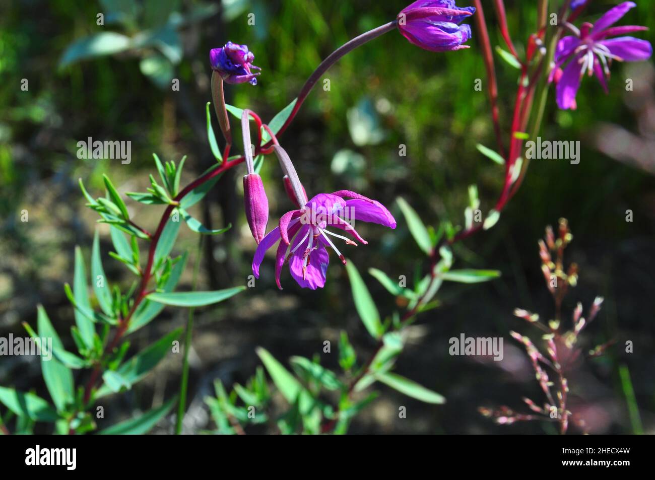 Wildflowers jasper national park canada hi-res stock photography and ...