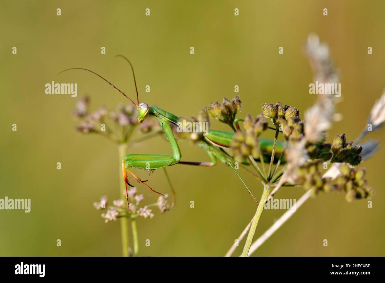 France, Doubs (25), Animal sauvage, Insecte, Mante, Mante religieuse ...