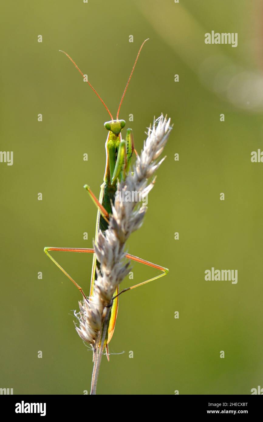 Insecte mante religieuse hi-res stock photography and images - Alamy