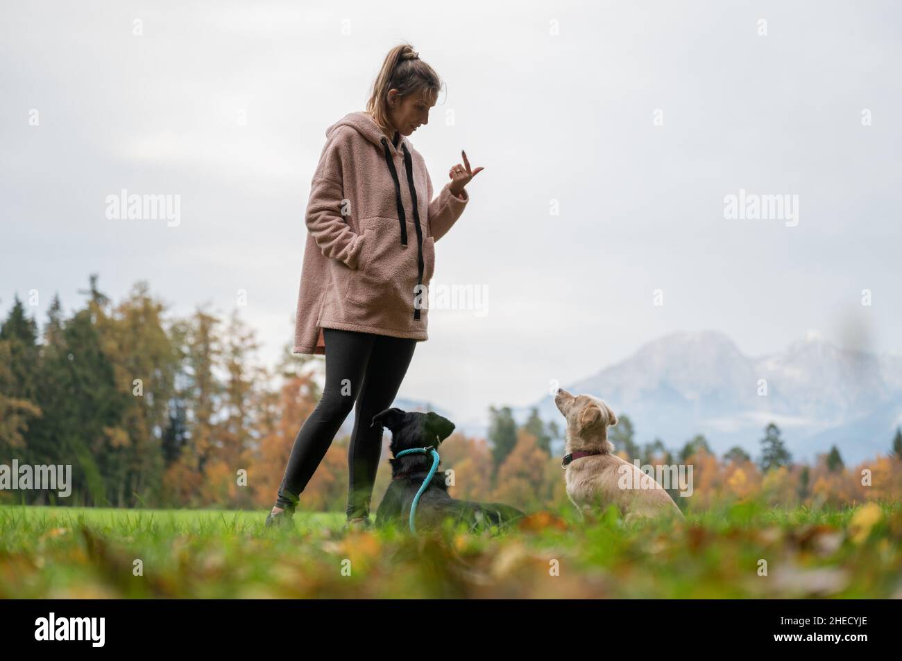 Female dog trainer giving the eye contact command to her two dogs as ...