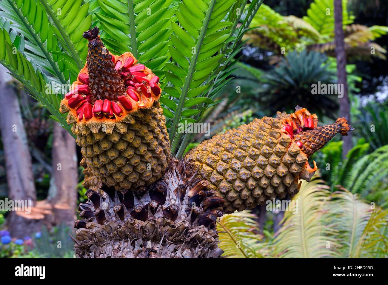 Cica hi-res stock photography and images - Alamy