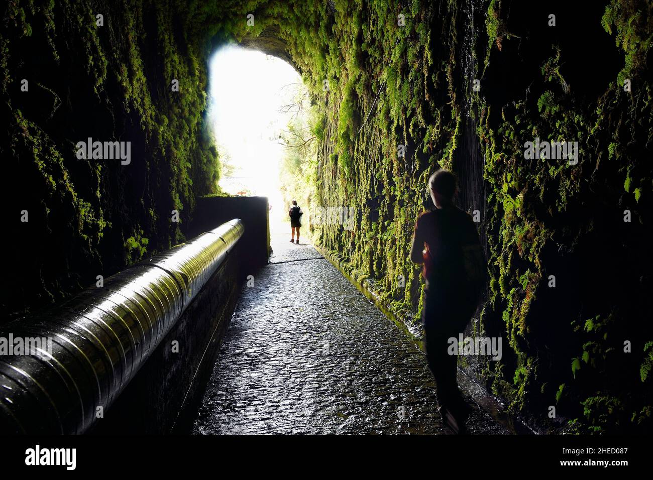 Portugal, Madeira Island, hike in the forest of Raba?al, connection ...