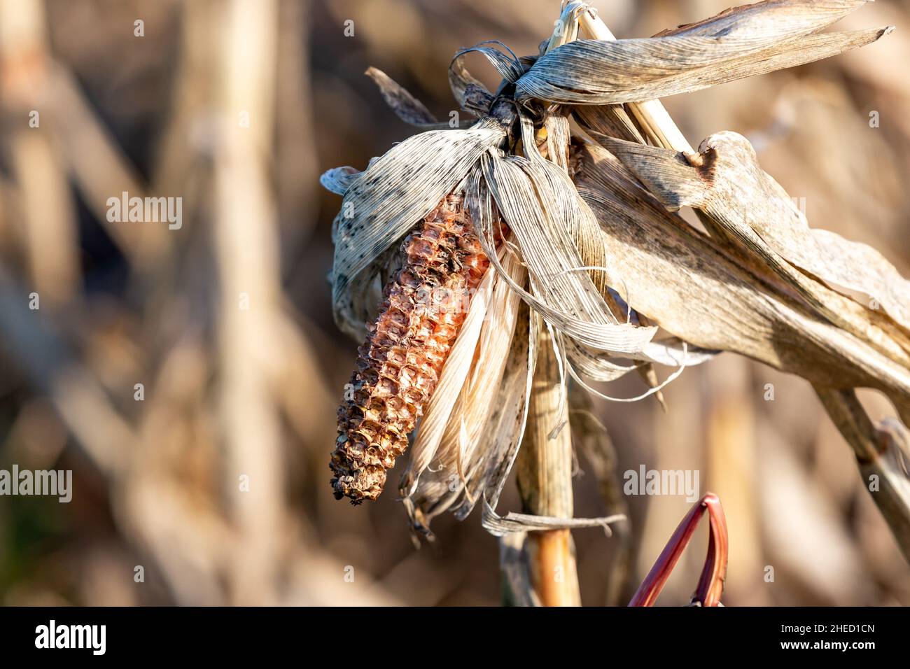 Dried corn crops remaining on plants in winter Stock Photo - Alamy