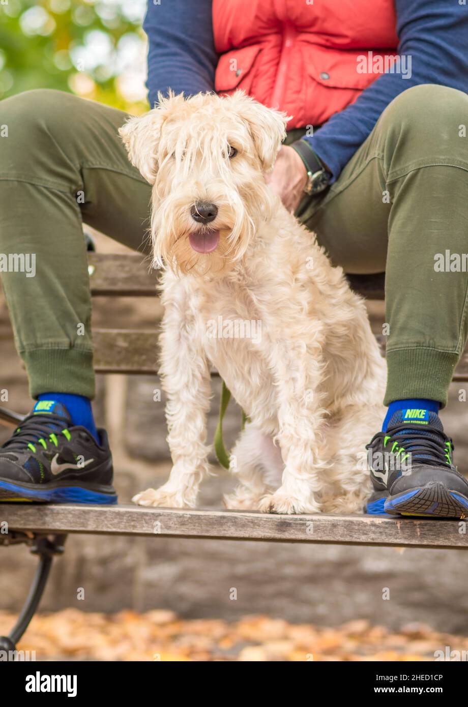 Dog sitting on a bench with his owner Stock Photo - Alamy