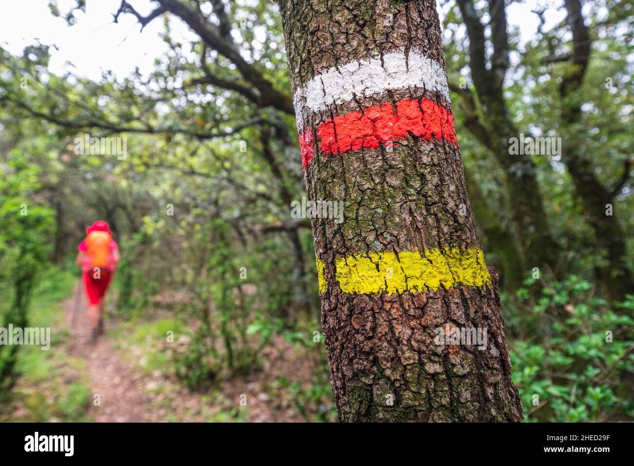 France, Gard, surroundings of Saint-Paul-la-Coste, hike on the ...
