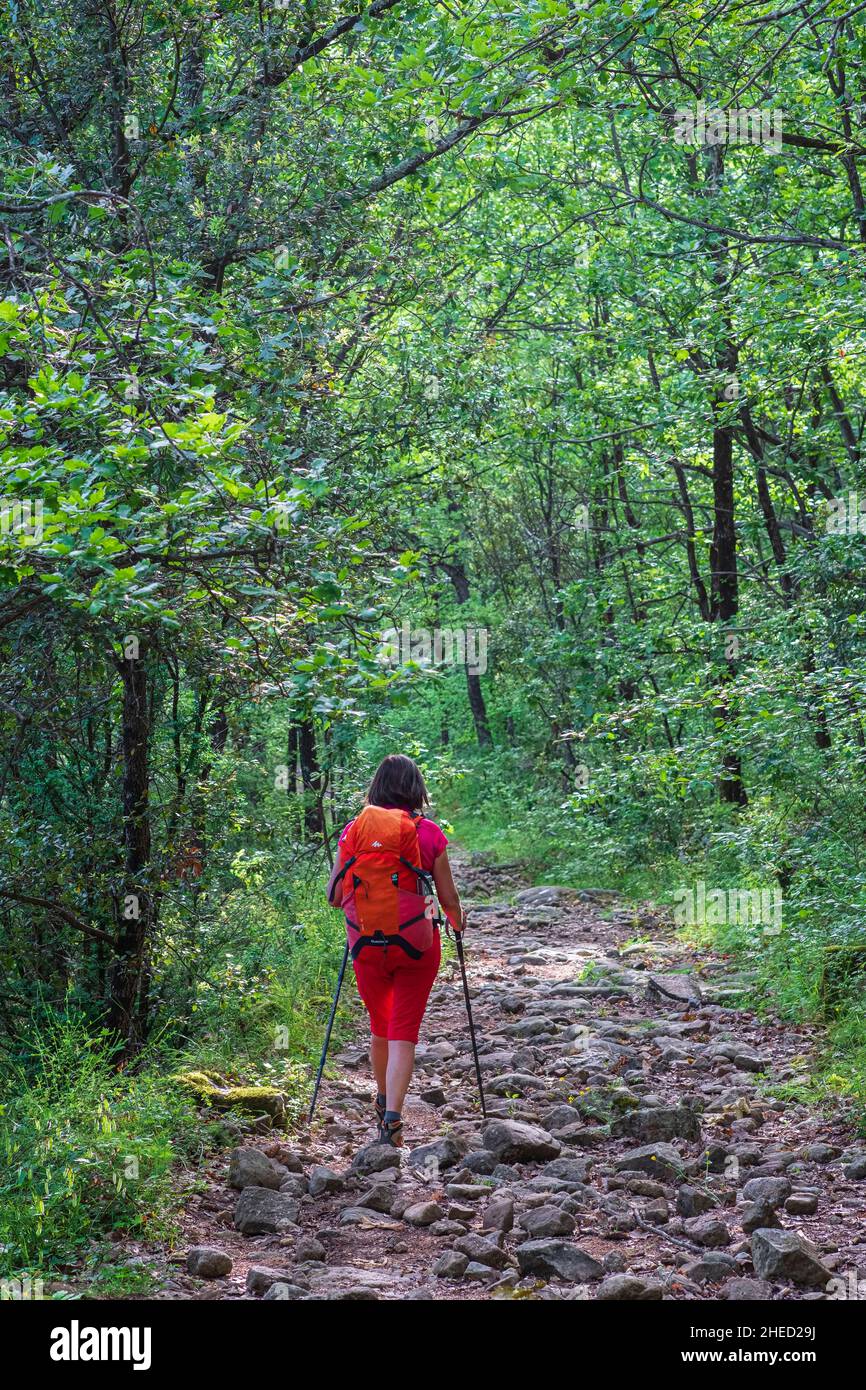 France, Gard, surroundings of Mialet, hike on the Stevenson trail or GR ...
