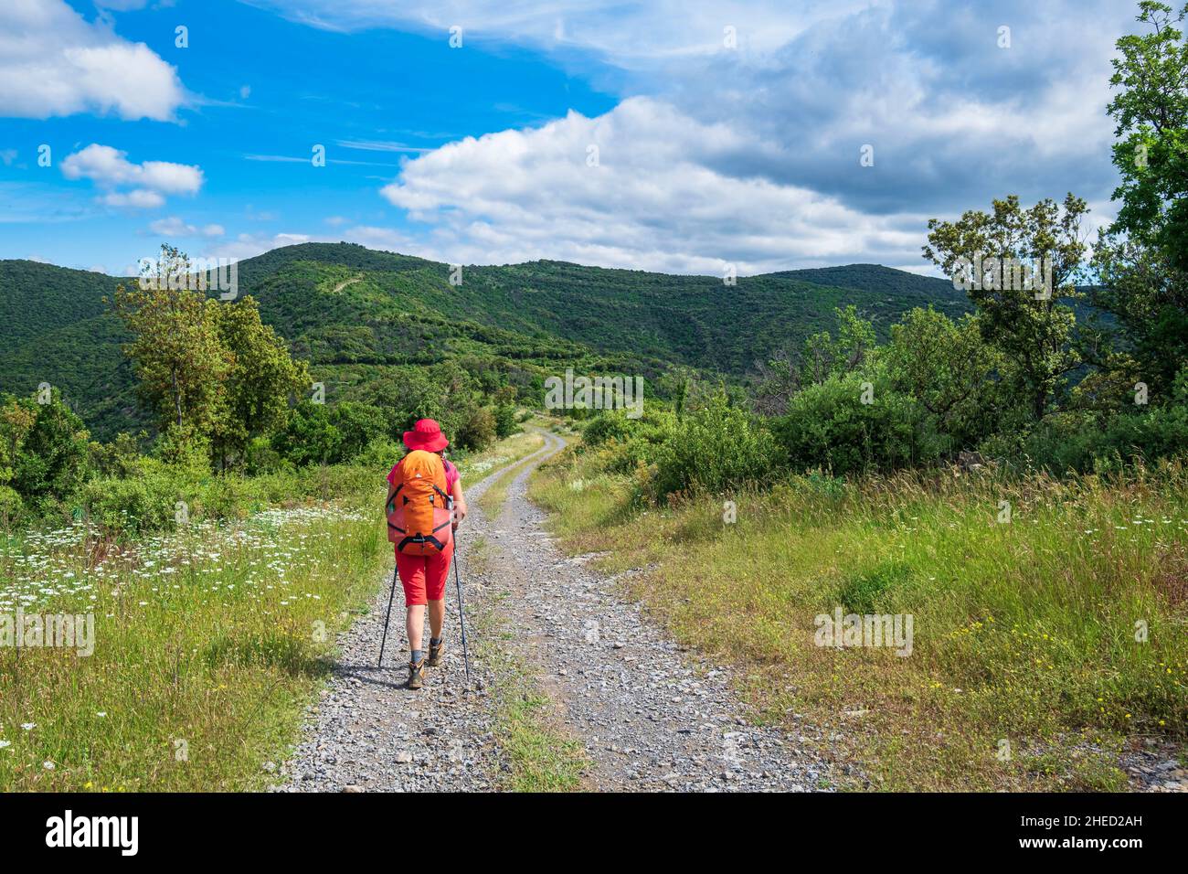 France, Gard, surroundings of Mialet, hike on the Stevenson trail or GR ...