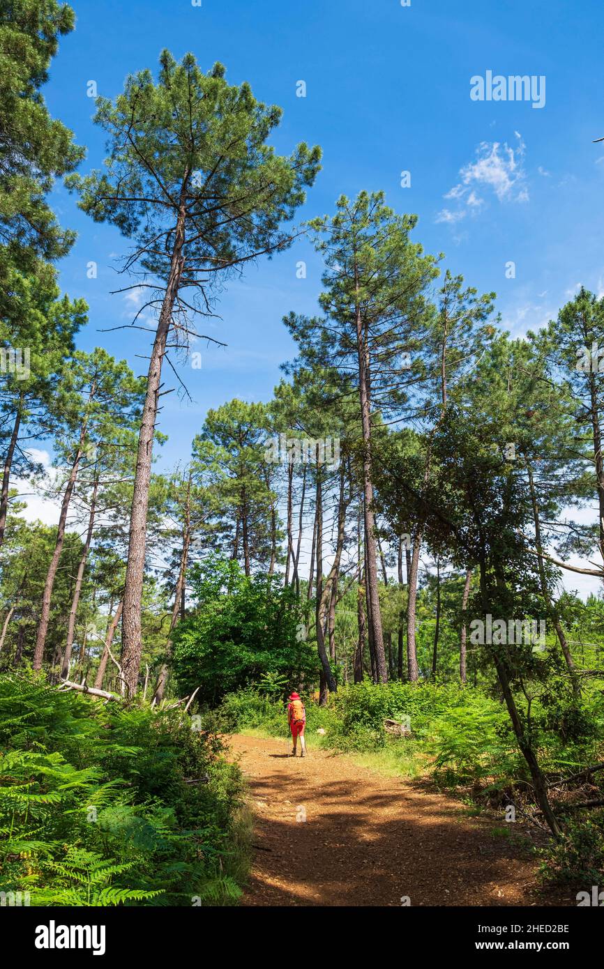 France, Gard, surroundings of Ales, hike on the Stevenson trail or GR ...