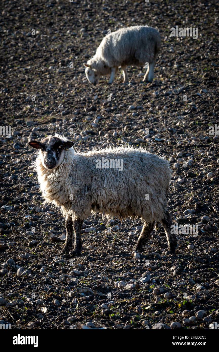 Gazing sheep hi-res stock photography and images - Alamy