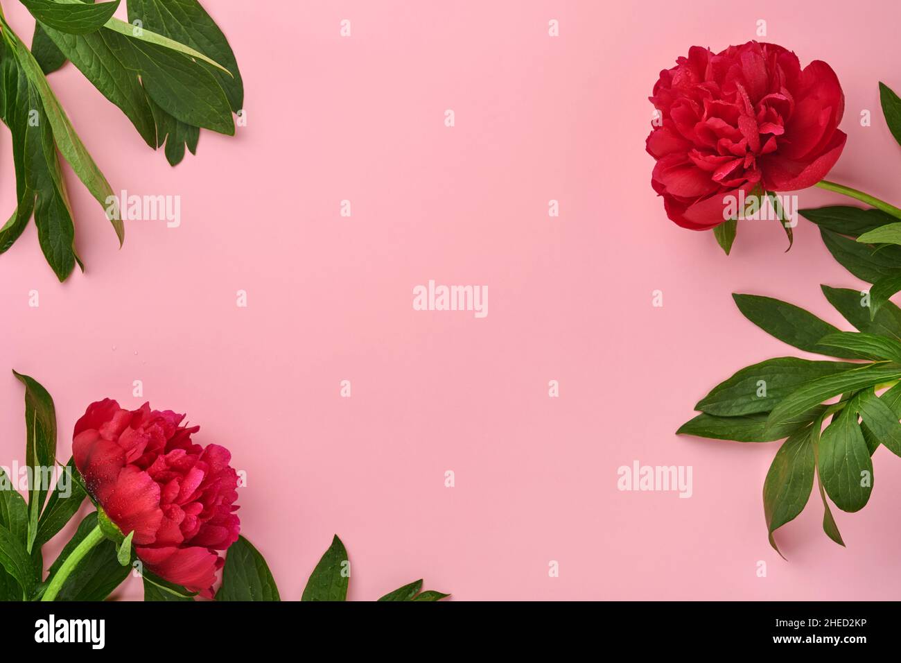 Beautiful red peony flowers bouquet over pink background, top view ...