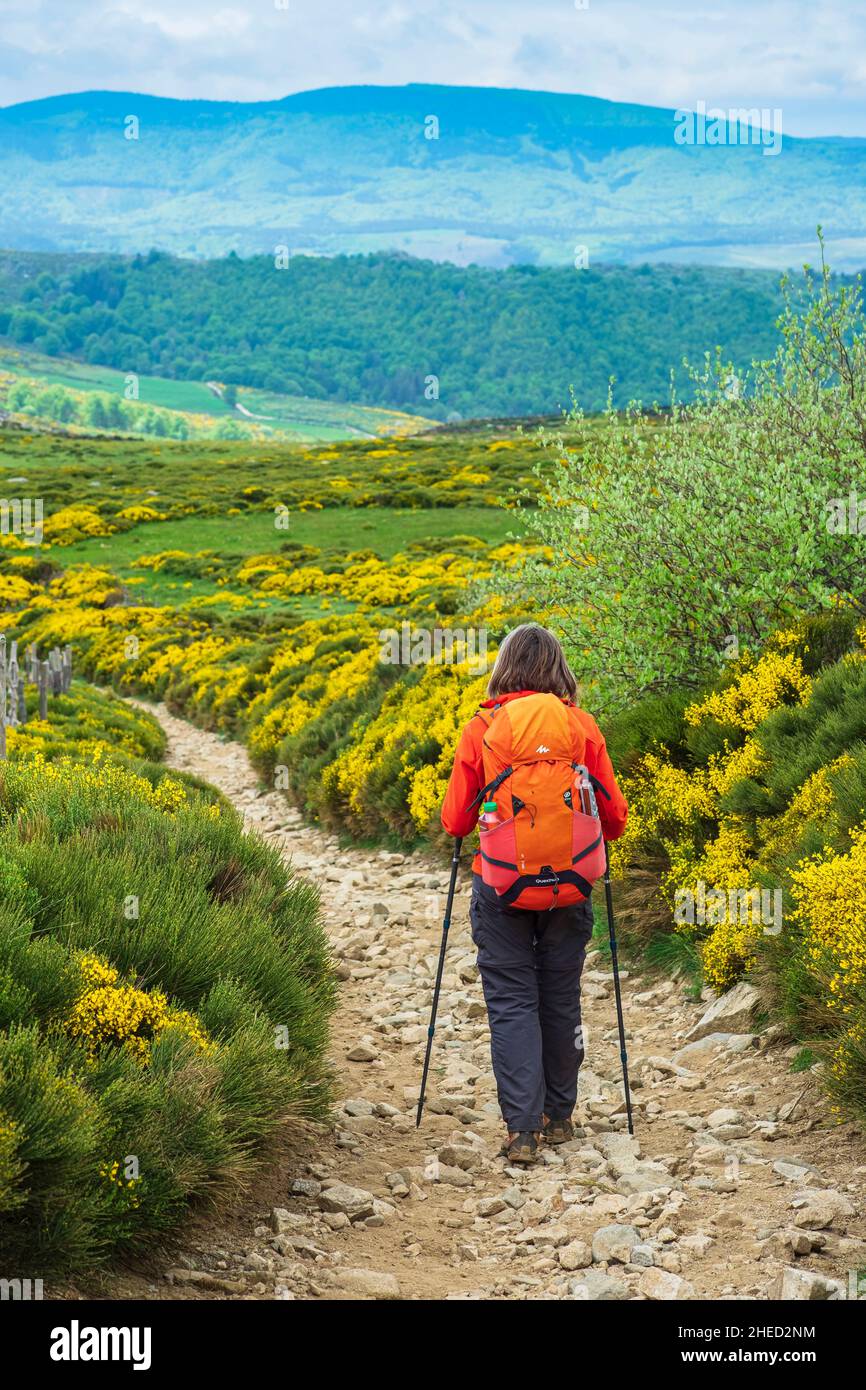 France, Lozere, Pont de Montvert - Sud Mont Lozere, going down Mont ...