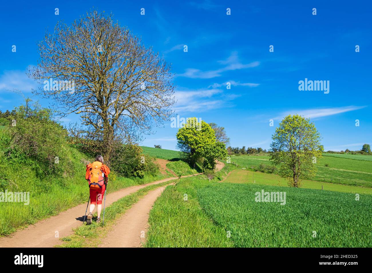 France, Haute-Loire, surroundings of Costaros, hike on the Stevenson ...