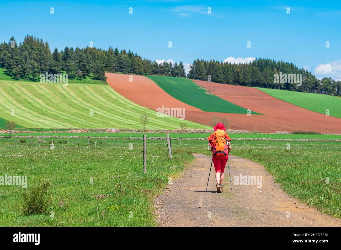 France, Haute-Loire, surroundings of Landos, hike on the Stevenson ...