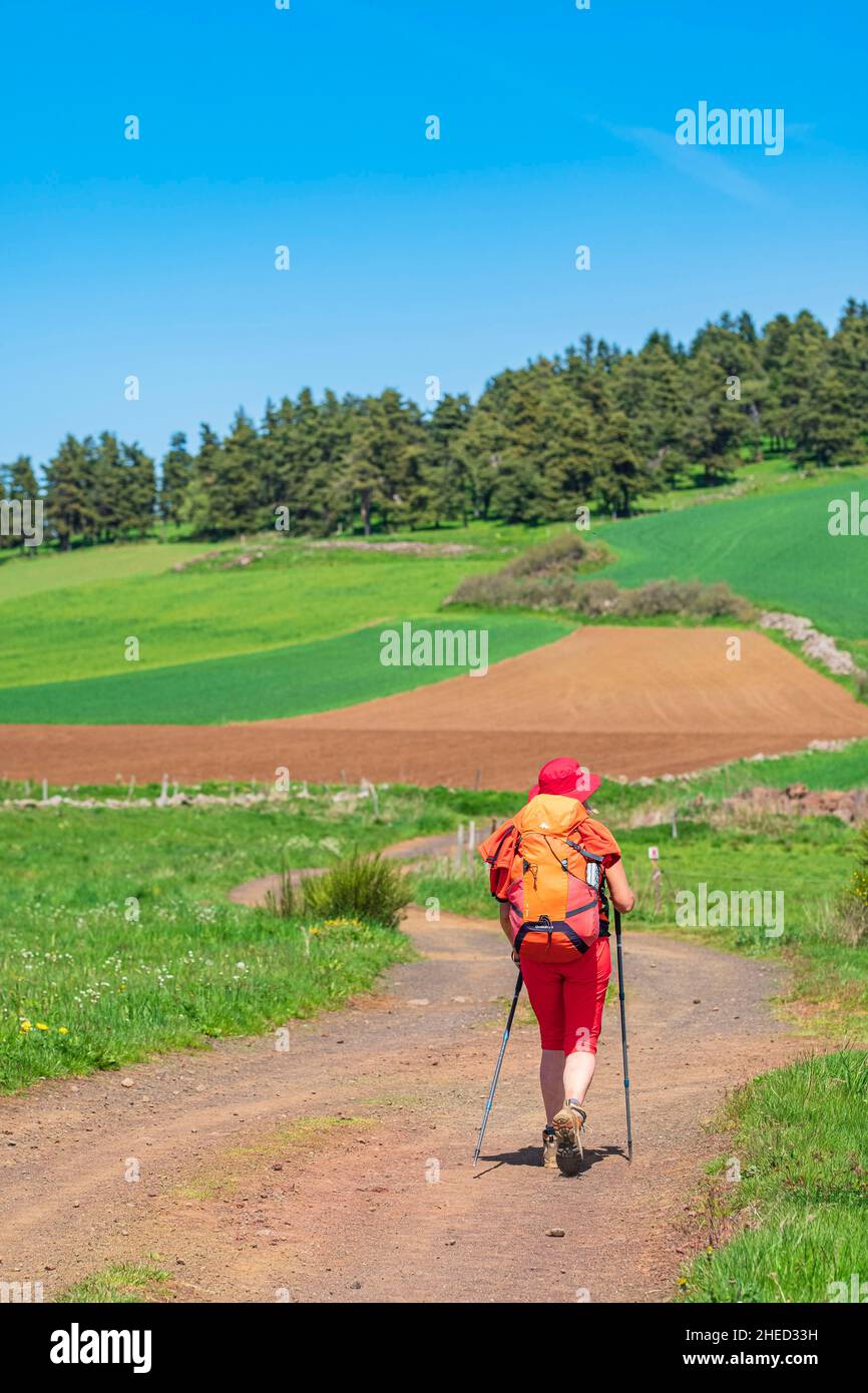 France, Haute-Loire, surroundings of Landos, hike on the Stevenson ...