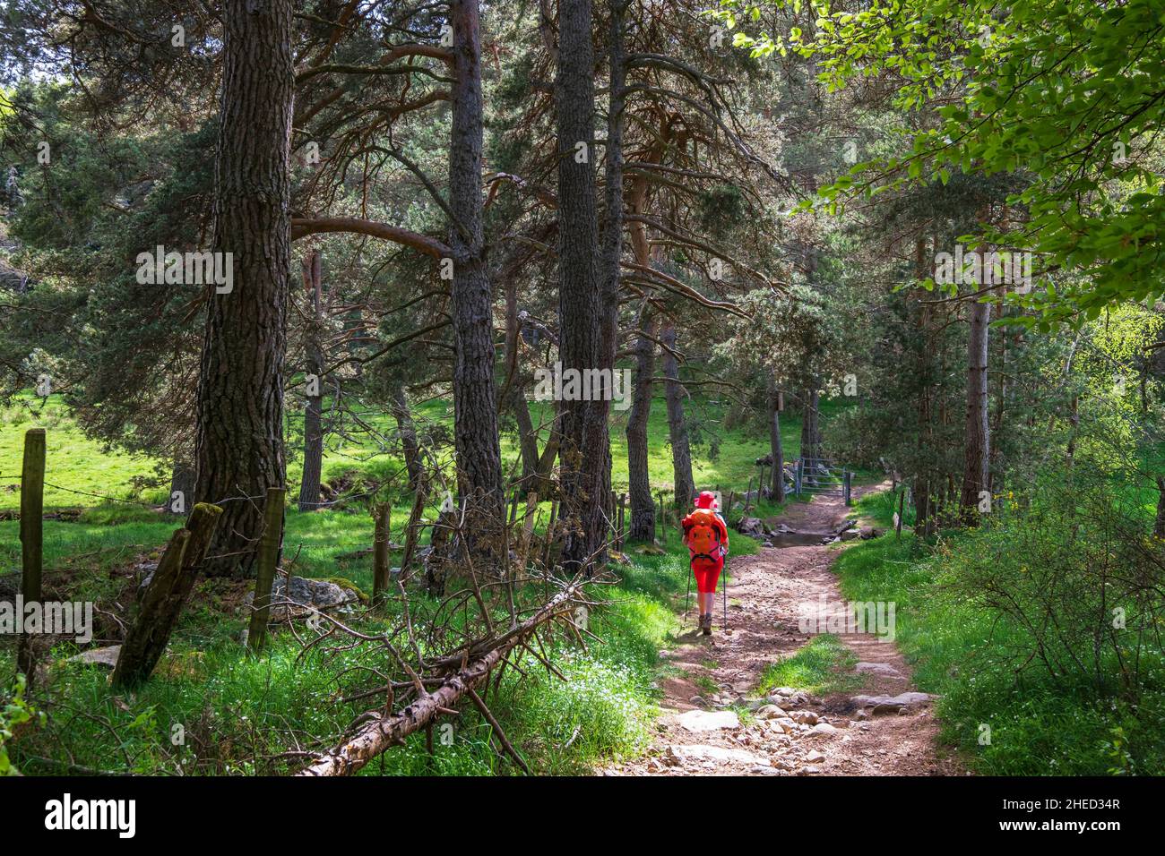France, Lozere, surroundings of Langogne, hike on the Stevenson trail ...