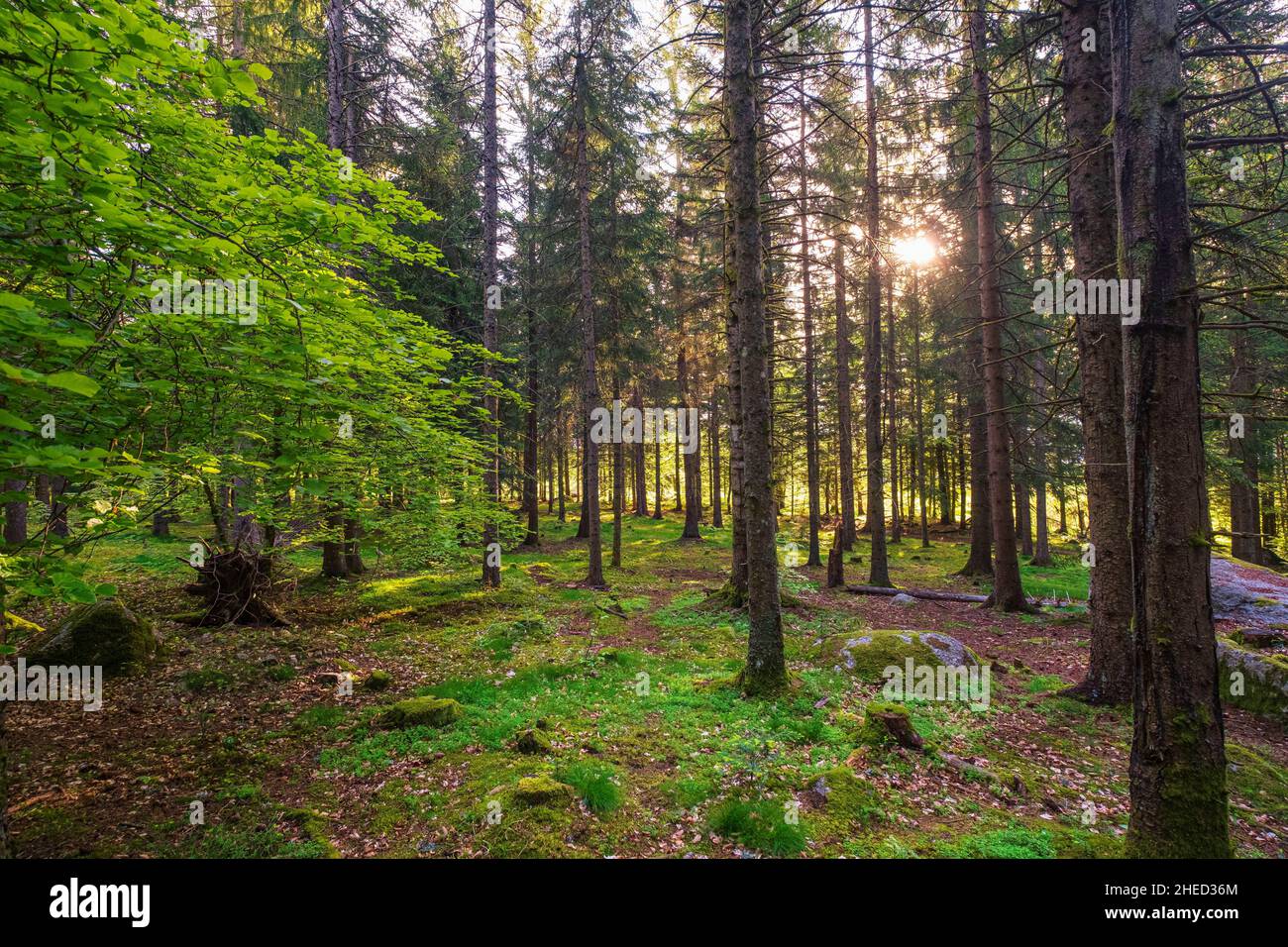 Forest of mercoire hi-res stock photography and images - Alamy