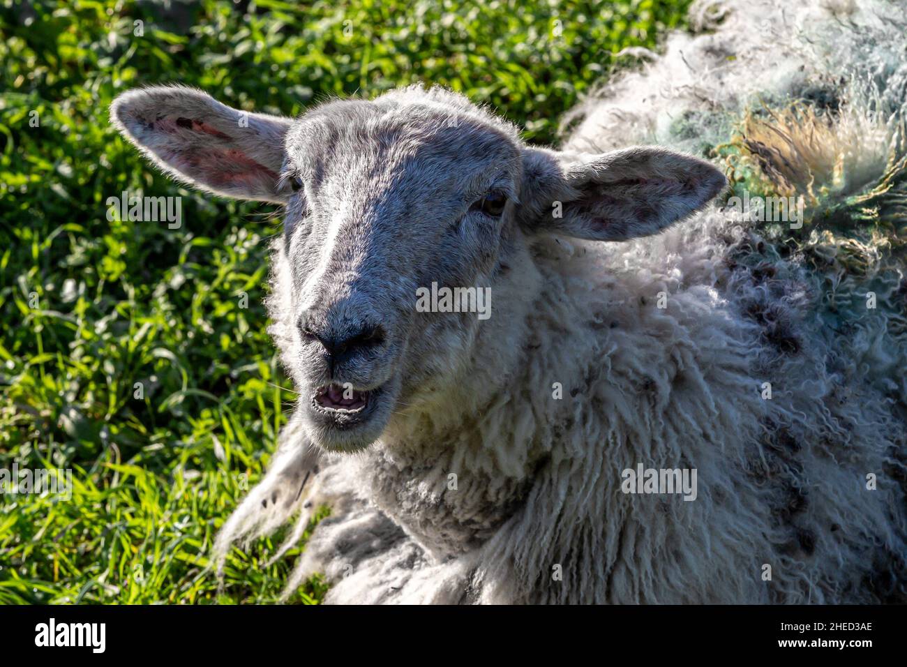 Animal mouth open sheep hi-res stock photography and images - Alamy
